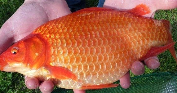 Pertanian & Perikanan - Trik Sukses & Simpel Budidaya Ikan Mas Dalam ...