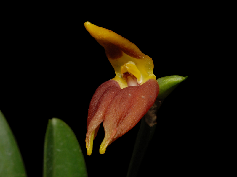 Masdevallia draconis care and culture | Travaldo's blog