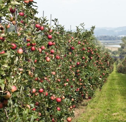 Faalsa Ek Upyogi Fal | फालसा एक उपयोगी फल | Very Useful Fruit Grewia ...
