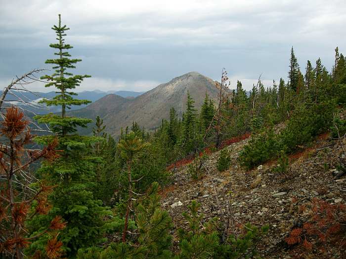 Tall Pines Hiker: Tuchuck Mountain