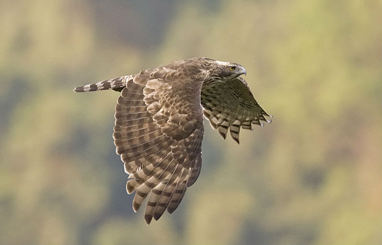 Spreebird wildlife: EAGLES OF PAKISTAN