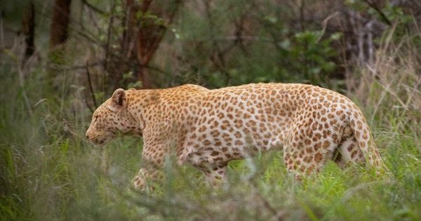 White Wolf : "Strawberry" Leopard Discovered—A First
