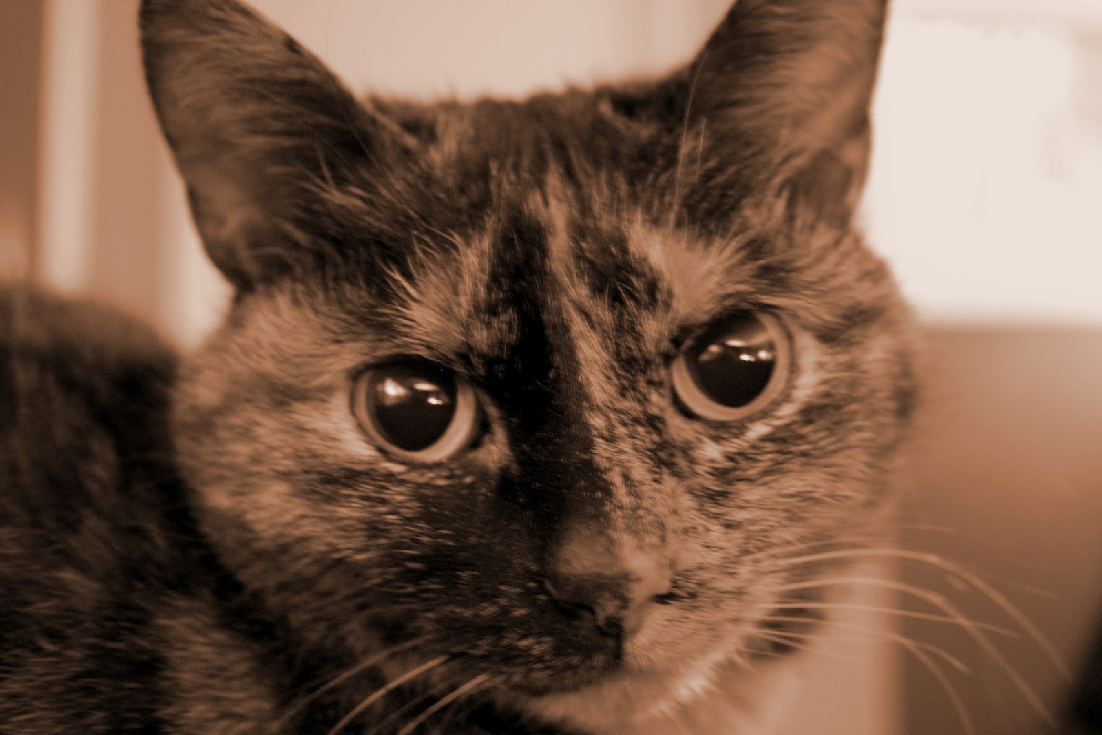 Three Fates and J Grow Up: Nacho Kitty