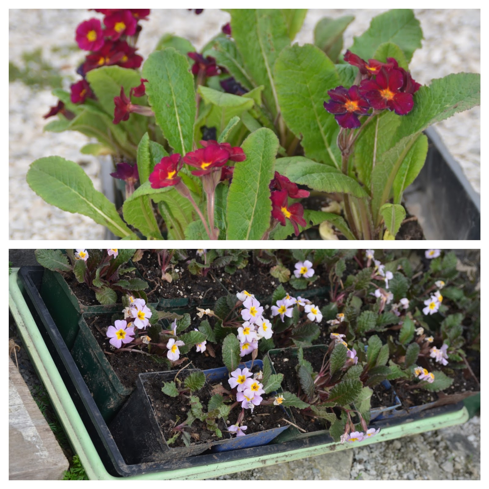 Roche Fleurie Garden: Dividing Primroses