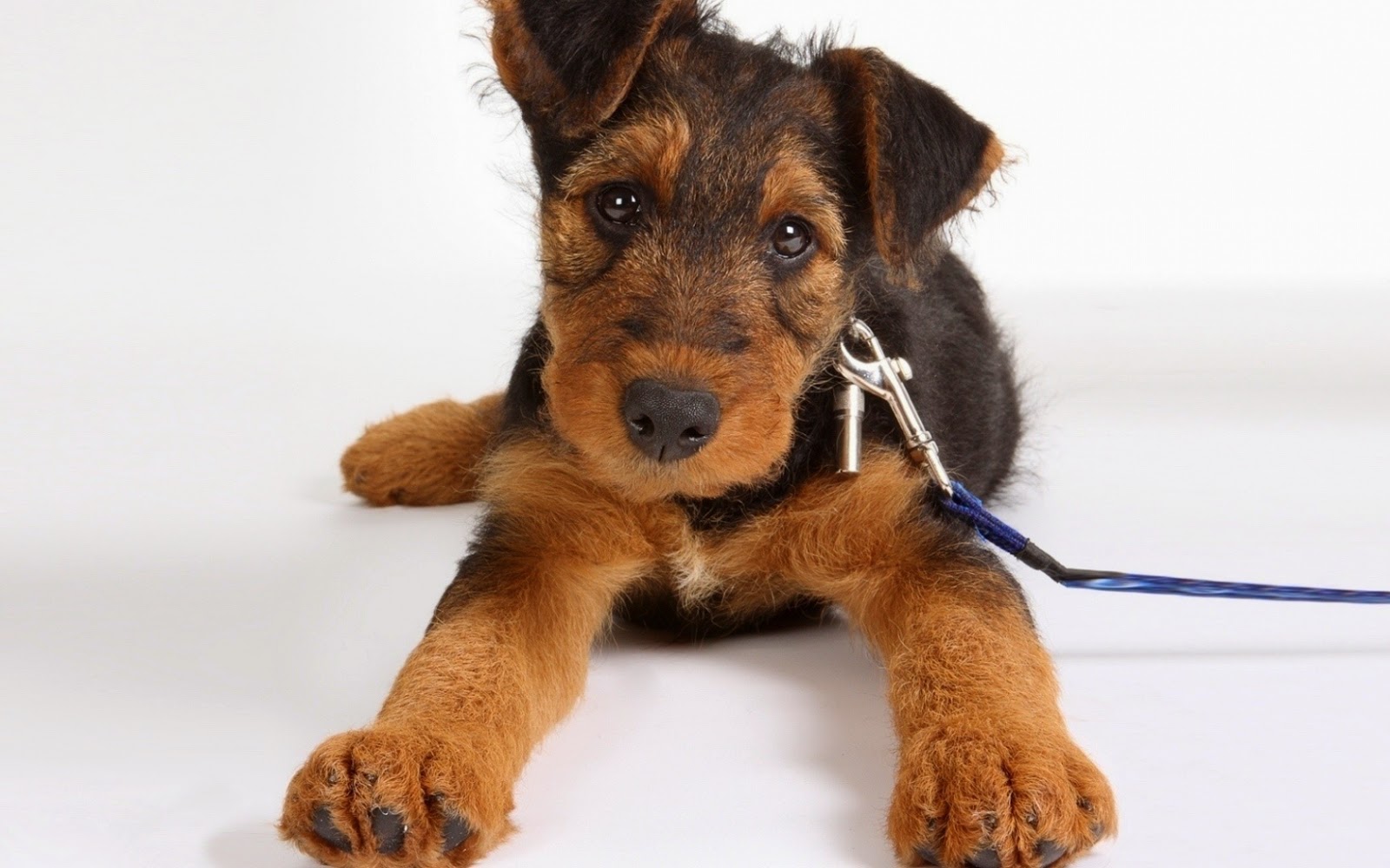 Cute dog airedale terrier puppies ~ Poze cu rase de caini mici si mari ...