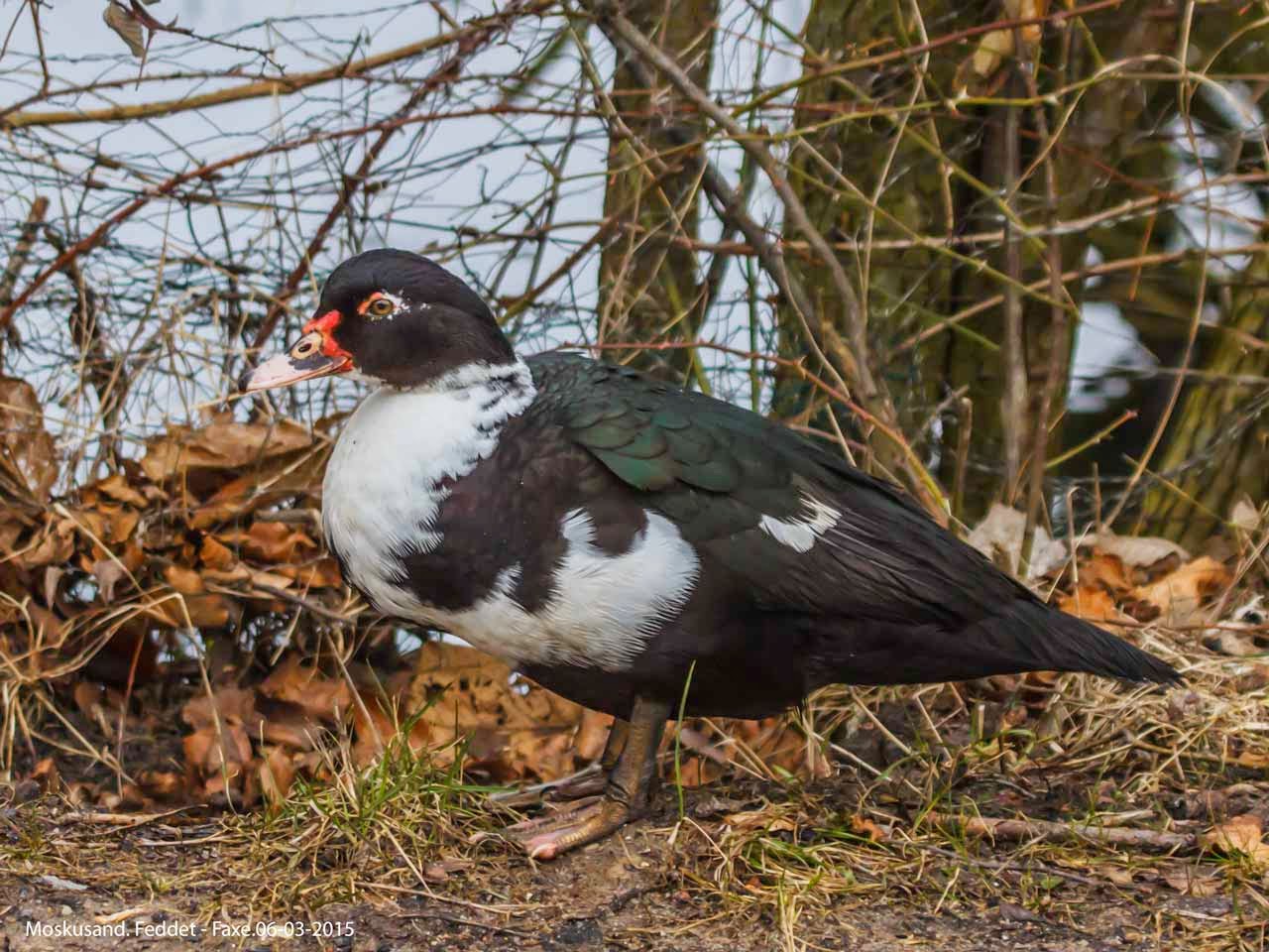 Fuglefoto: Moskusand. Feddet - Faxe.