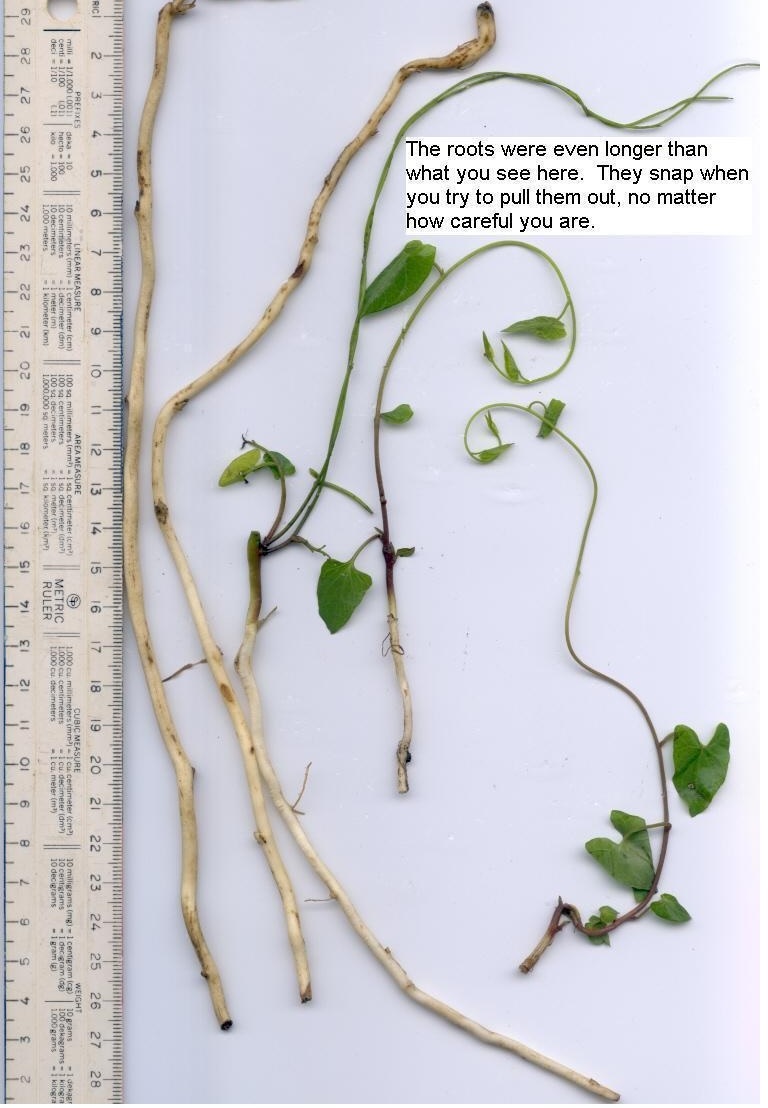 The Principal Undergardener: Caught In a Bind