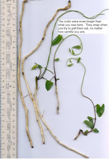 The Principal Undergardener: Caught In a Bind