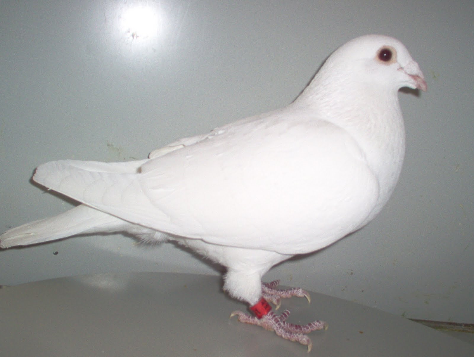 Racing pigeons | pigeons