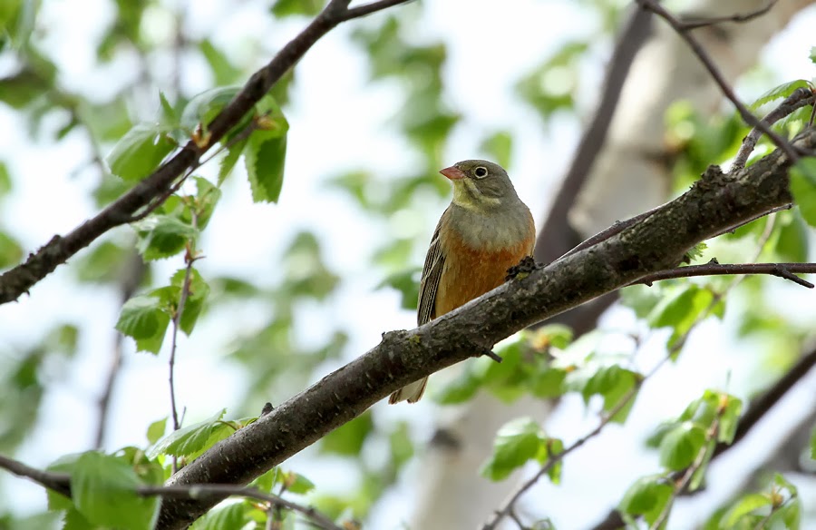 Kokosukeltaja: Peltosirkkuja