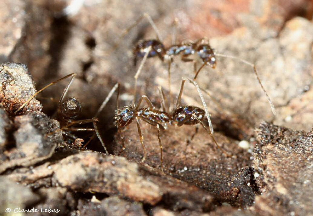fourmis de Cuba- Hormigas de Cuba- Ants of Cuba: Paratrechina longicornis