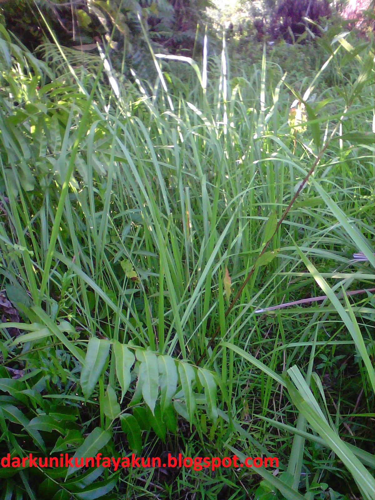 Cara Mengobati Sakit Ginjal Dengan Akar Alang-alang | CARA MENGOBATI ...