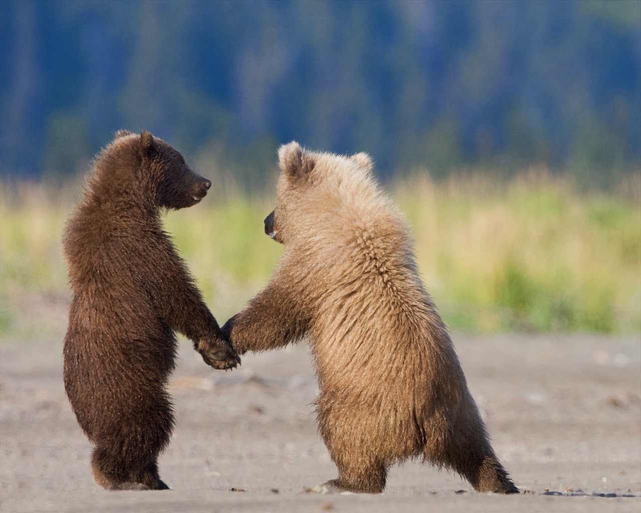 Two Brown Bear Hand Wallpapers - Wallpaper - High Quality Free Download