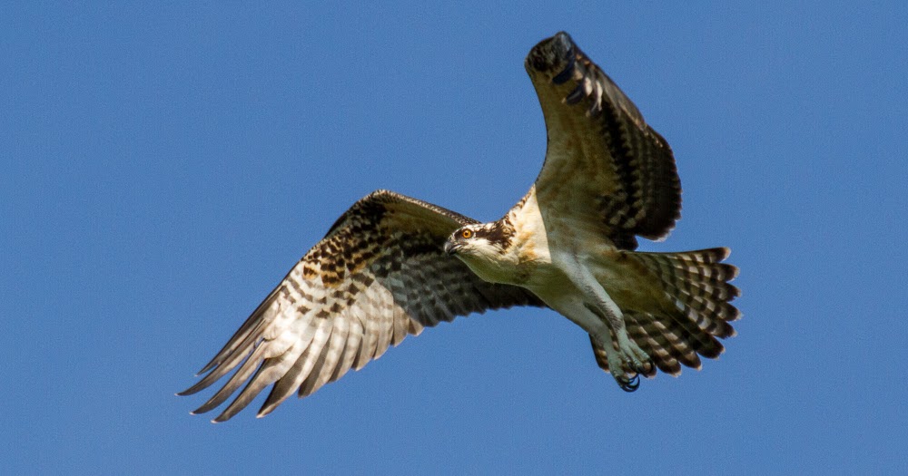 Ospreys of Pennsylvania | Matt Cuda Nature Photography Blog
