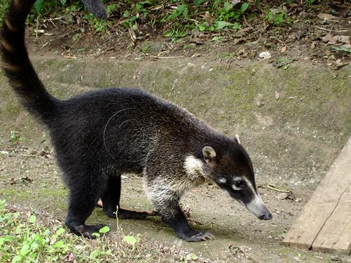 MISSOURI STATE UNIVERSITY: Costa Rica Study Away 2013: La Paz Waterfall ...