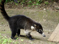 MISSOURI STATE UNIVERSITY: Costa Rica Study Away 2013: La Paz Waterfall ...