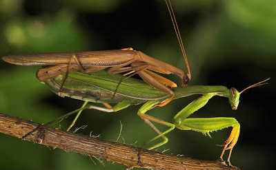 BioEvo: Mantis Religiosa