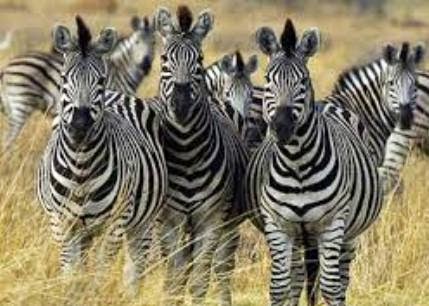 Mengetahui Jenis-jenis pada Spesies Kuda Zebra | Ragam Dunia Hewan