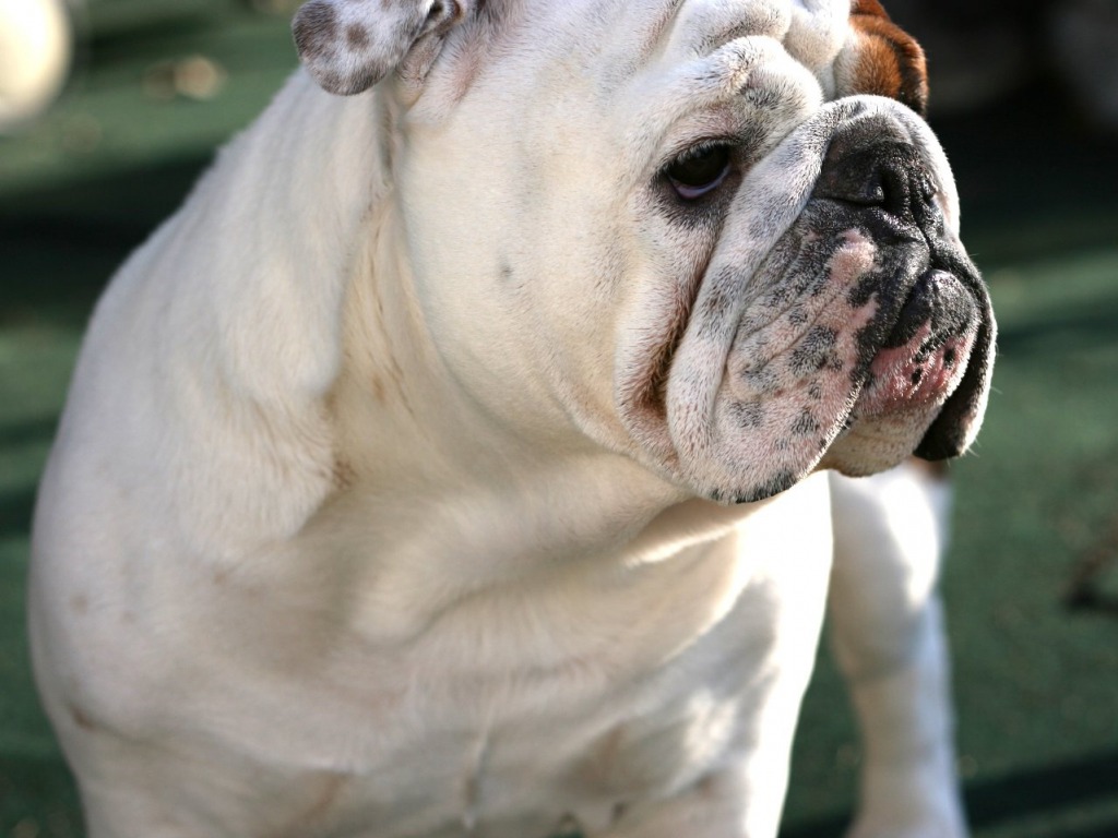 Top 17 Beautiful And Fabulous BULLDOG Wallpapers In HD