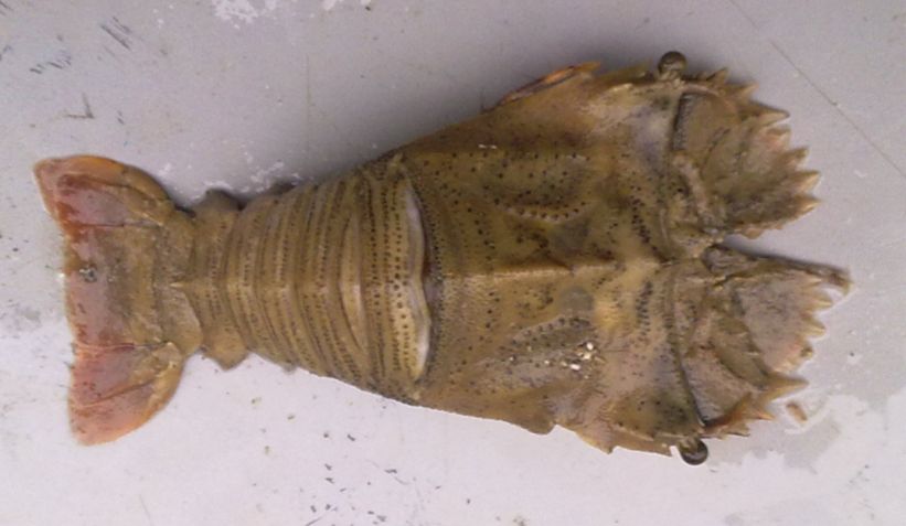 PEMBEKAL UDANG: JENIS JENIS UDANG