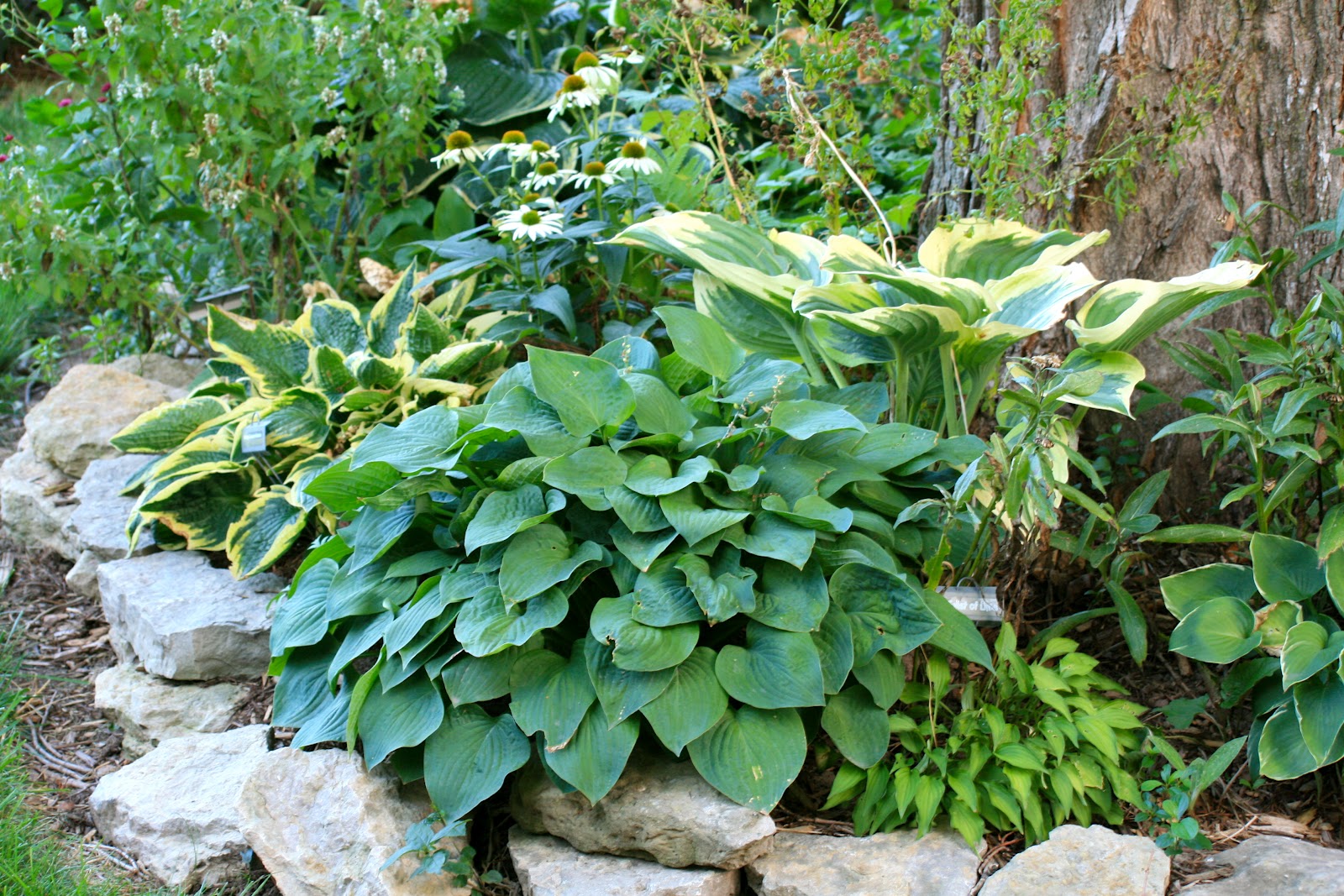 Cheesehead Gardening: Cheesehead Gardens 8/7/2012