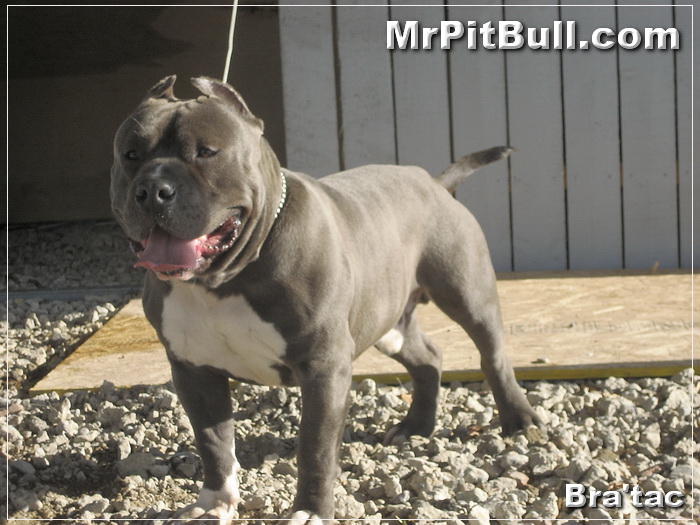MorsoRosso: STORIA & STANDARD - AMERICAN PIT BULL TERRIER