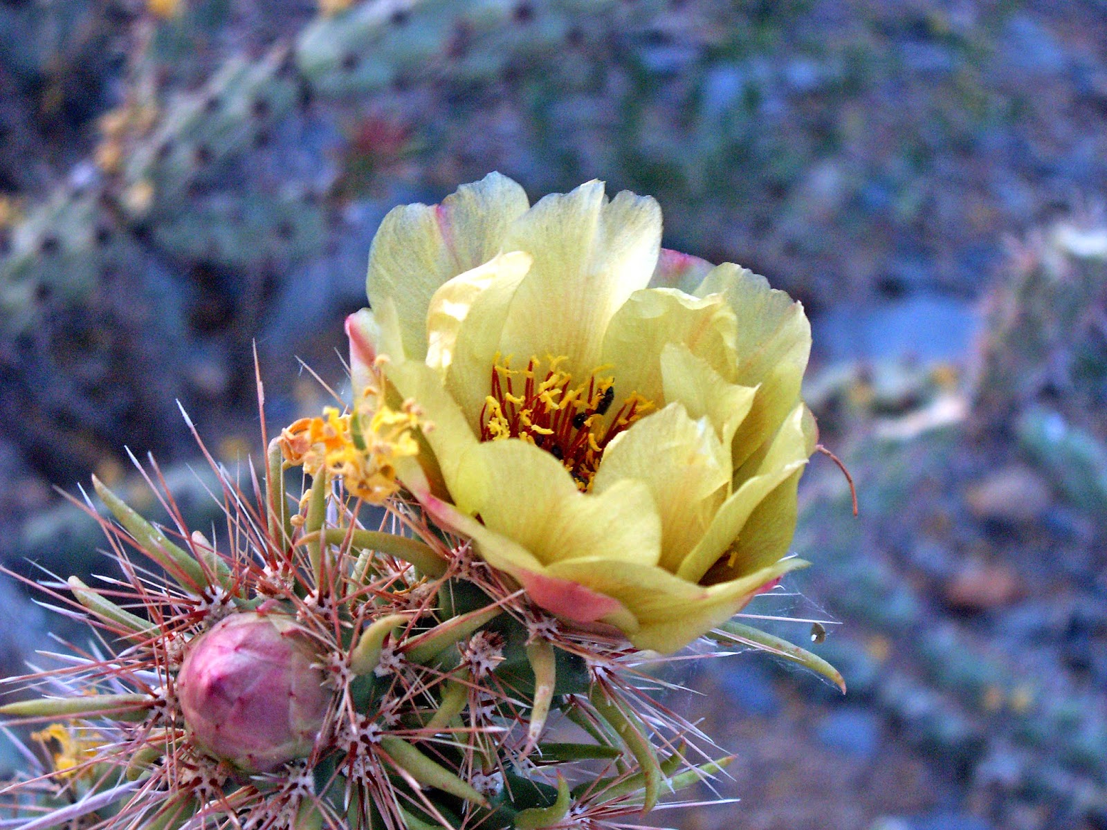 Carefree Jewelry by Lisa: Desert Flowers at Sunset