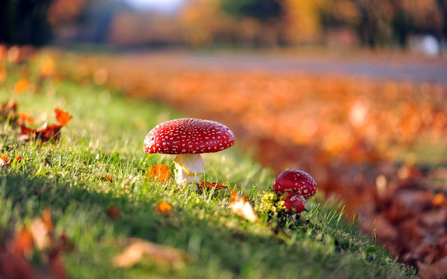 Herfst Wallpapers (herfstfoto's) | Bureaublad Achtergronden
