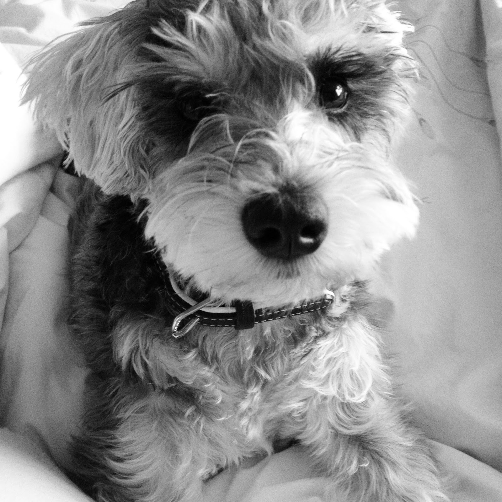 three things. - Laura Kelly Photography Blog :: Ottawa Wedding and ...