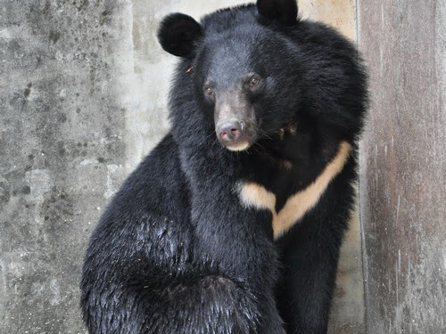 Tour Of Taiwan: Taiwan Endemic Animals