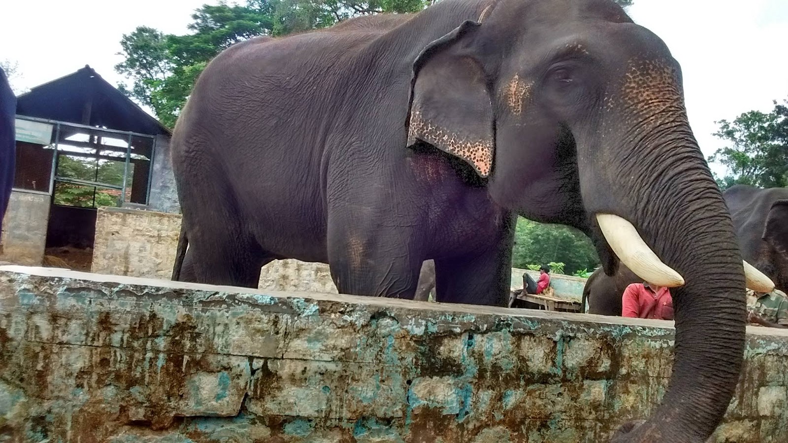 Dubare Elephant Camp: Nestled Along the Sacred Cauvery River in Coorg ...