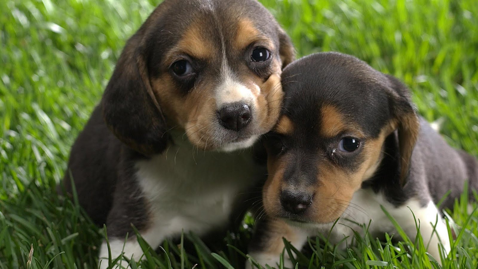 Cute Puppy Dogs: Small beagle puppies