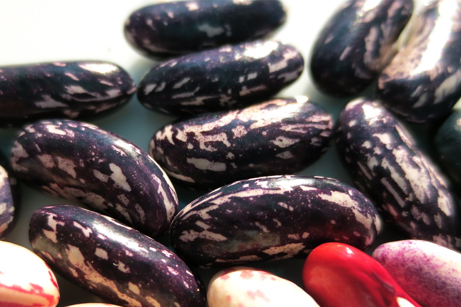 My Old New House: The Great Dry Bean Experiment - and giveaway!