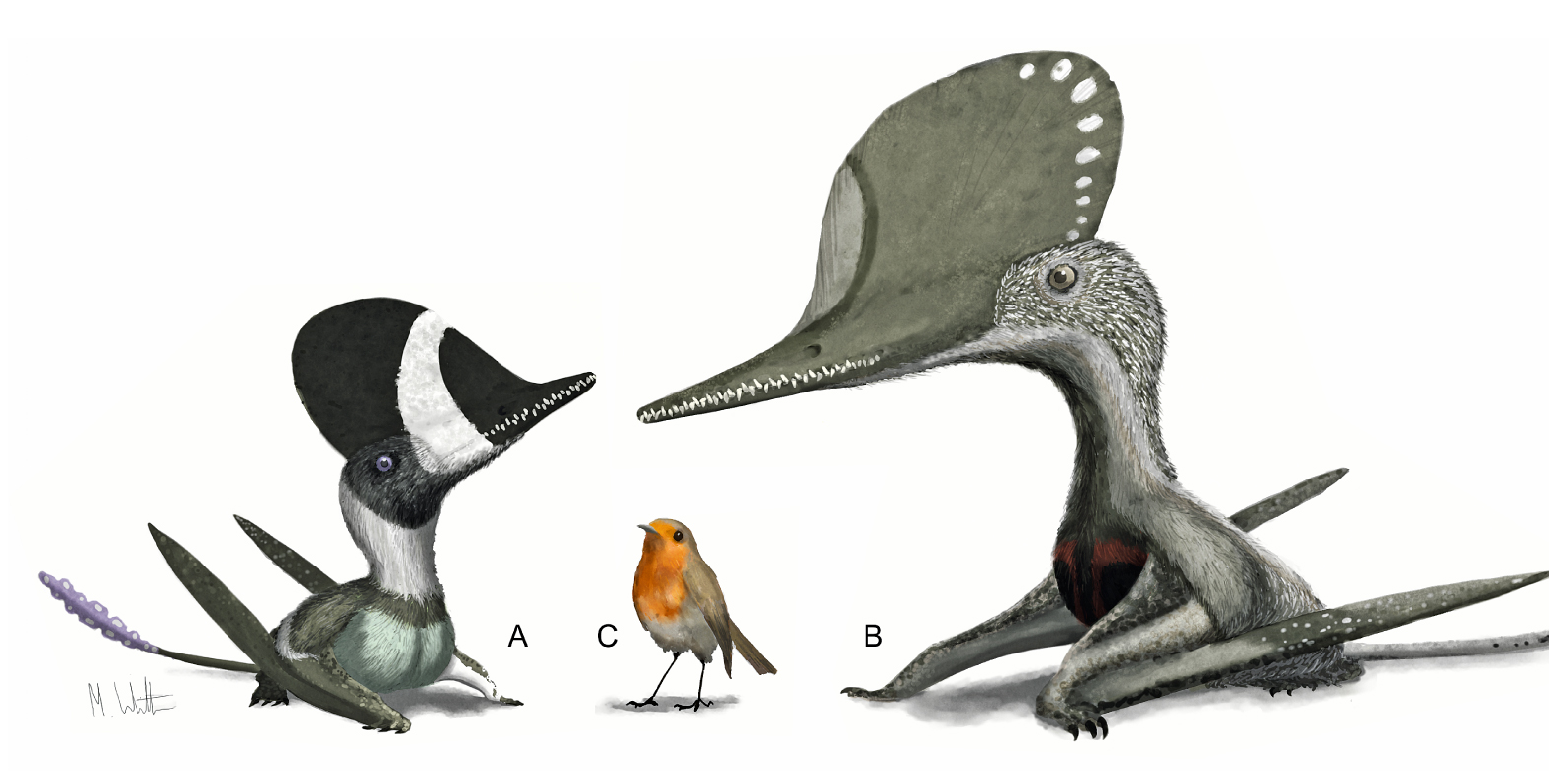 The Dragon's Tales: Cuspicephalus scarfi is Really a Wukongopterid ...