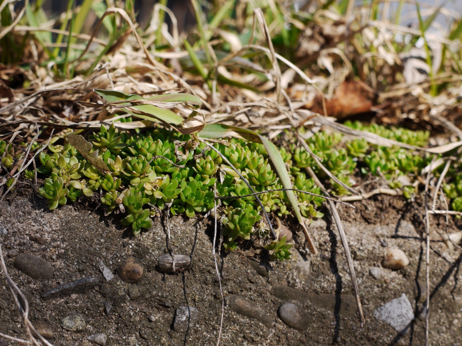 Schenectady photographs: Gold Moss sedum