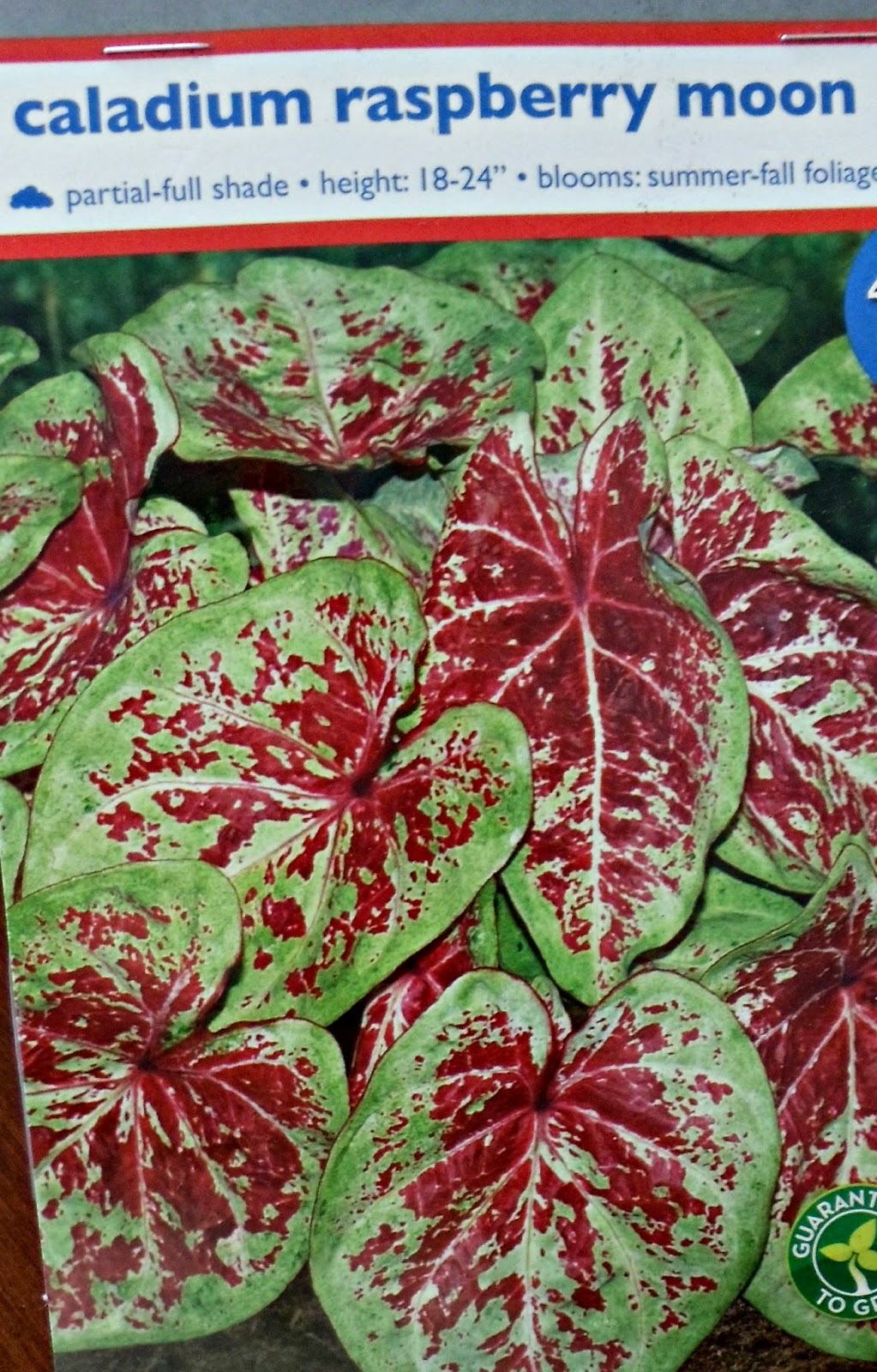 Upstairs Downstairs: The Easter "Bug"