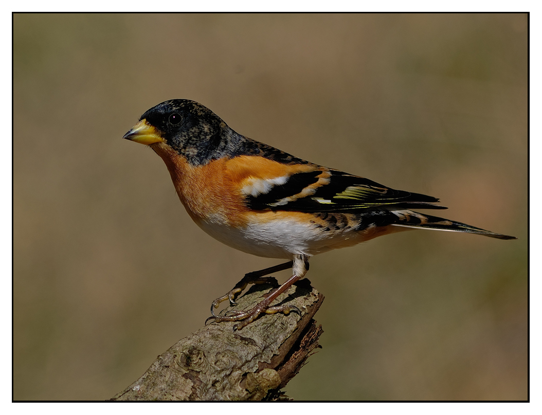 La naturaleza que nos rodea: Gracias pinzones por estos momentos