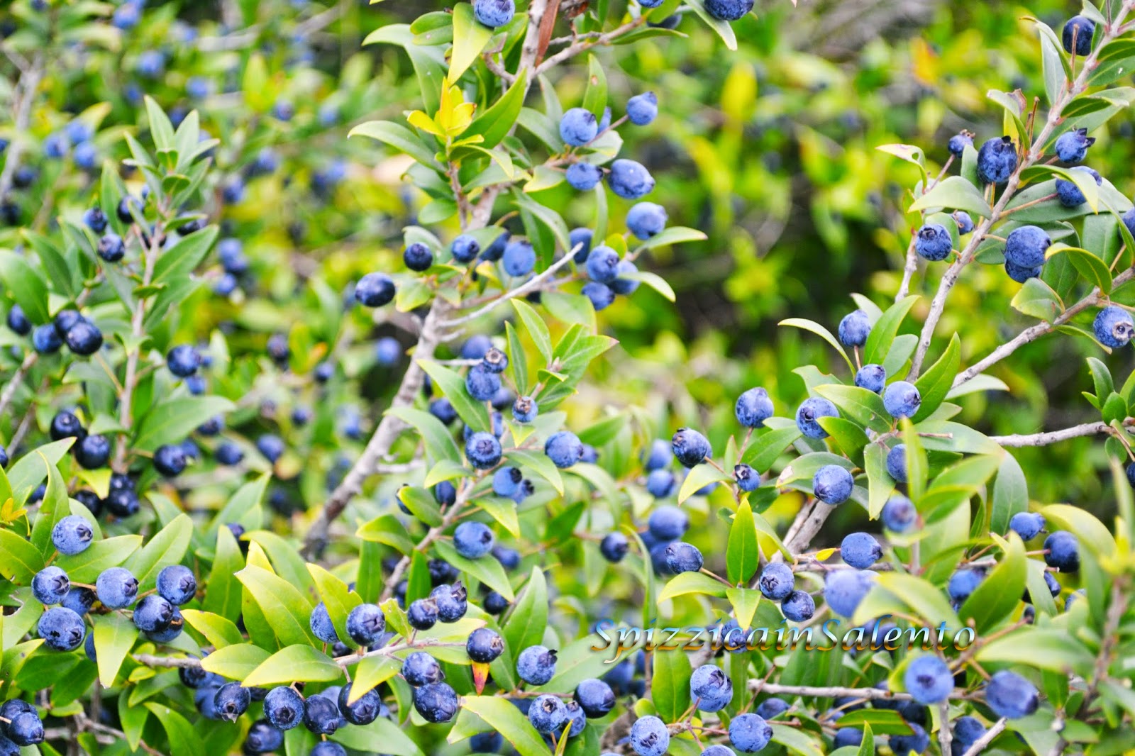 Spizzica in Salento...: Liquore di Mirto