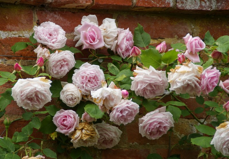 Organic Garden Dreams: Mottisfont Abbey - a Rose Lover's Paradise III