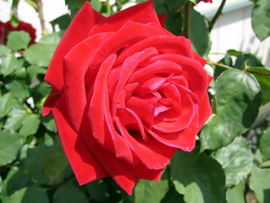 Sakura Ağacı: Gül