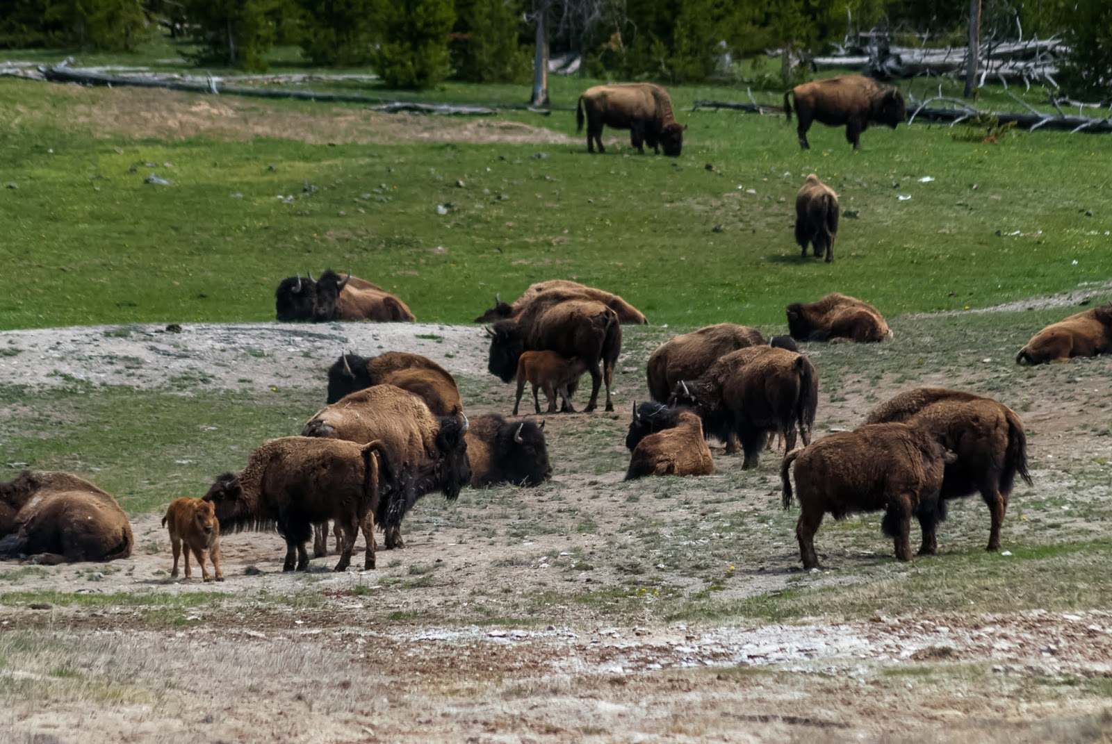 The Negative Effects of Tourism on National Parks