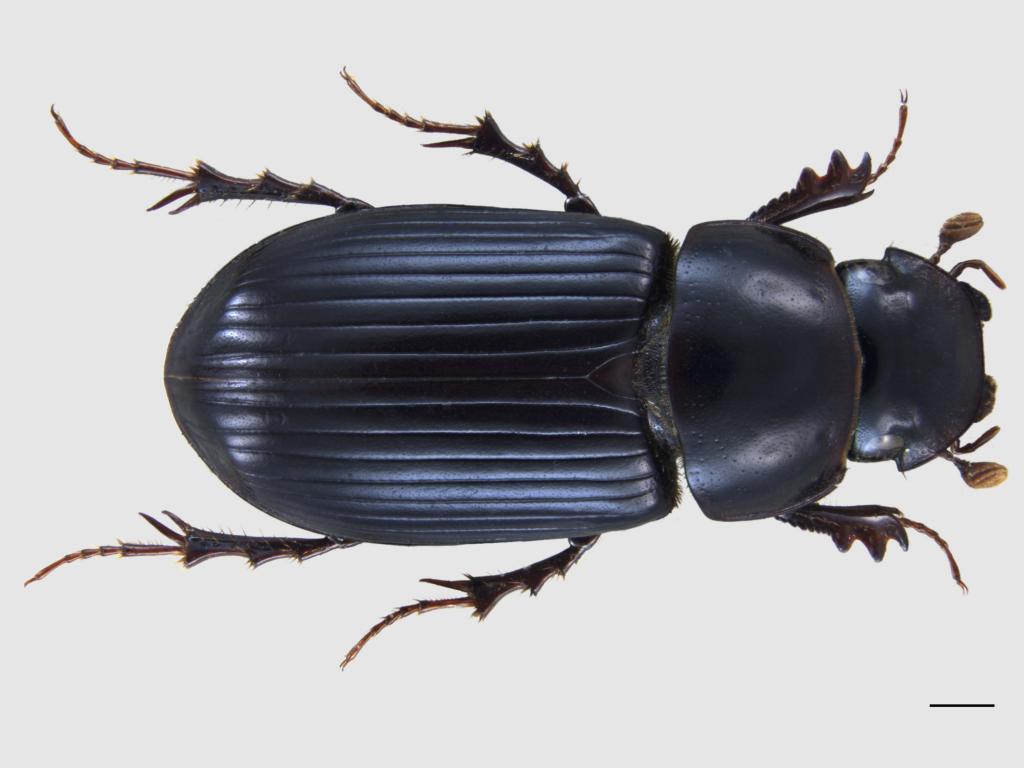 INSECTOS DE P.R. In Memoriam Dr Luis F Martorell y Dr Alain Liogier ,DR ...