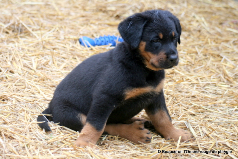 Beauceron, chiots beaucerons, Eleveur landes 40120 : Chiots beauceron ...