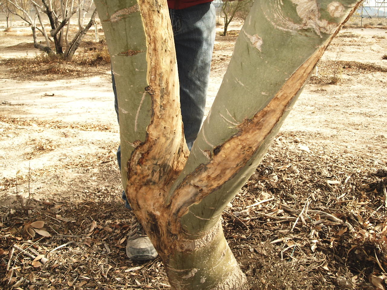 Xtremehorticulture of the Desert: Palo Verde Dont Like Butch Hair Cuts