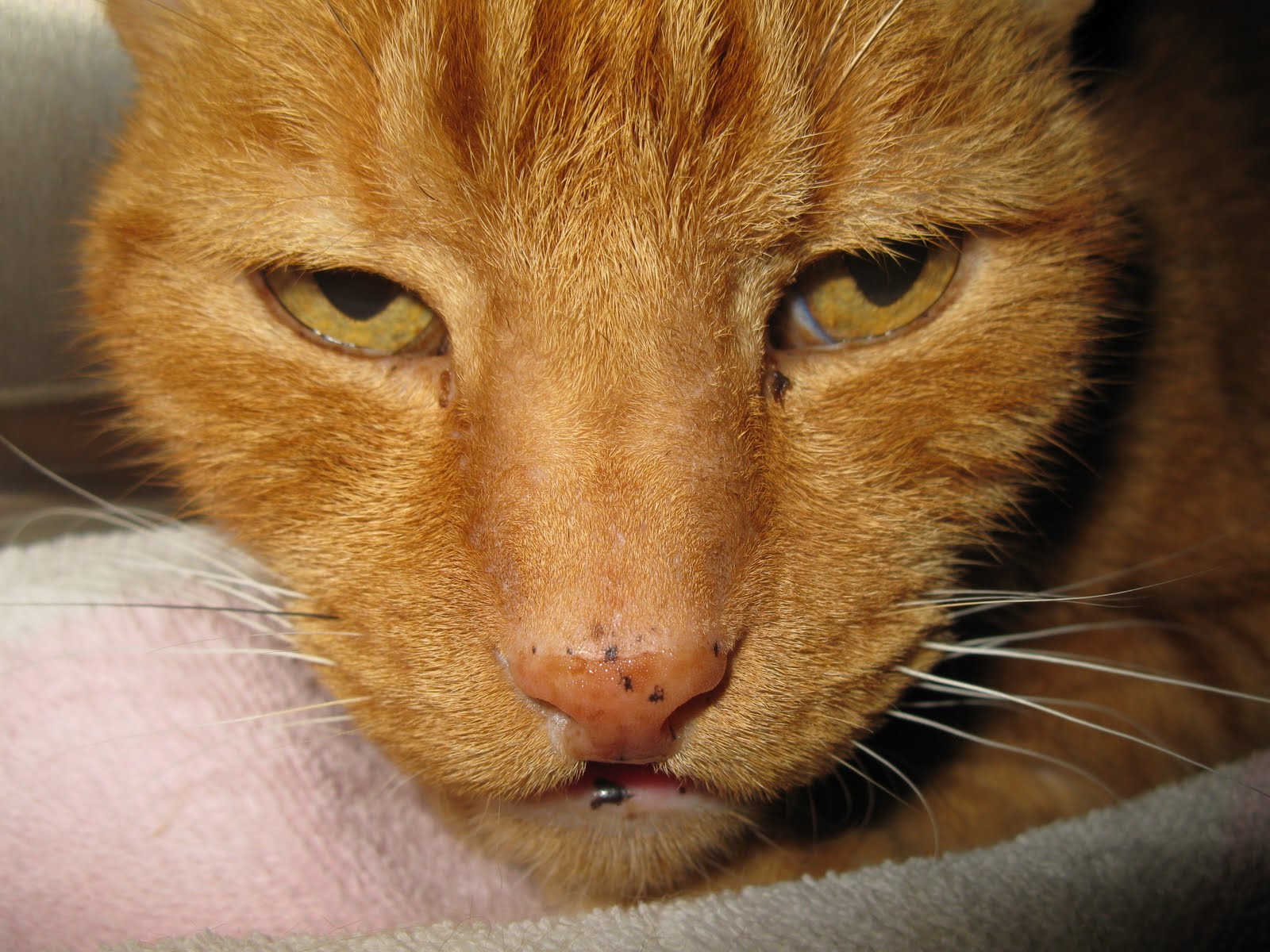 Bobbi's Cats