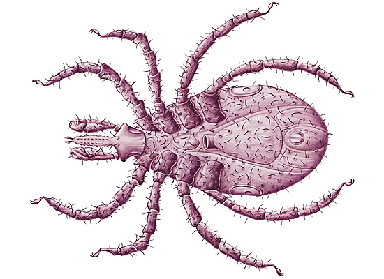 stop allergie: Allergie aux acariens - symptômes