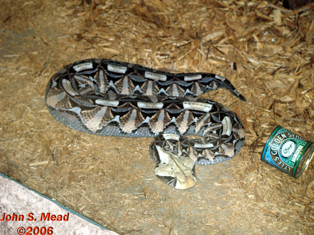 Gaboon Viper Snake Wallpaper
