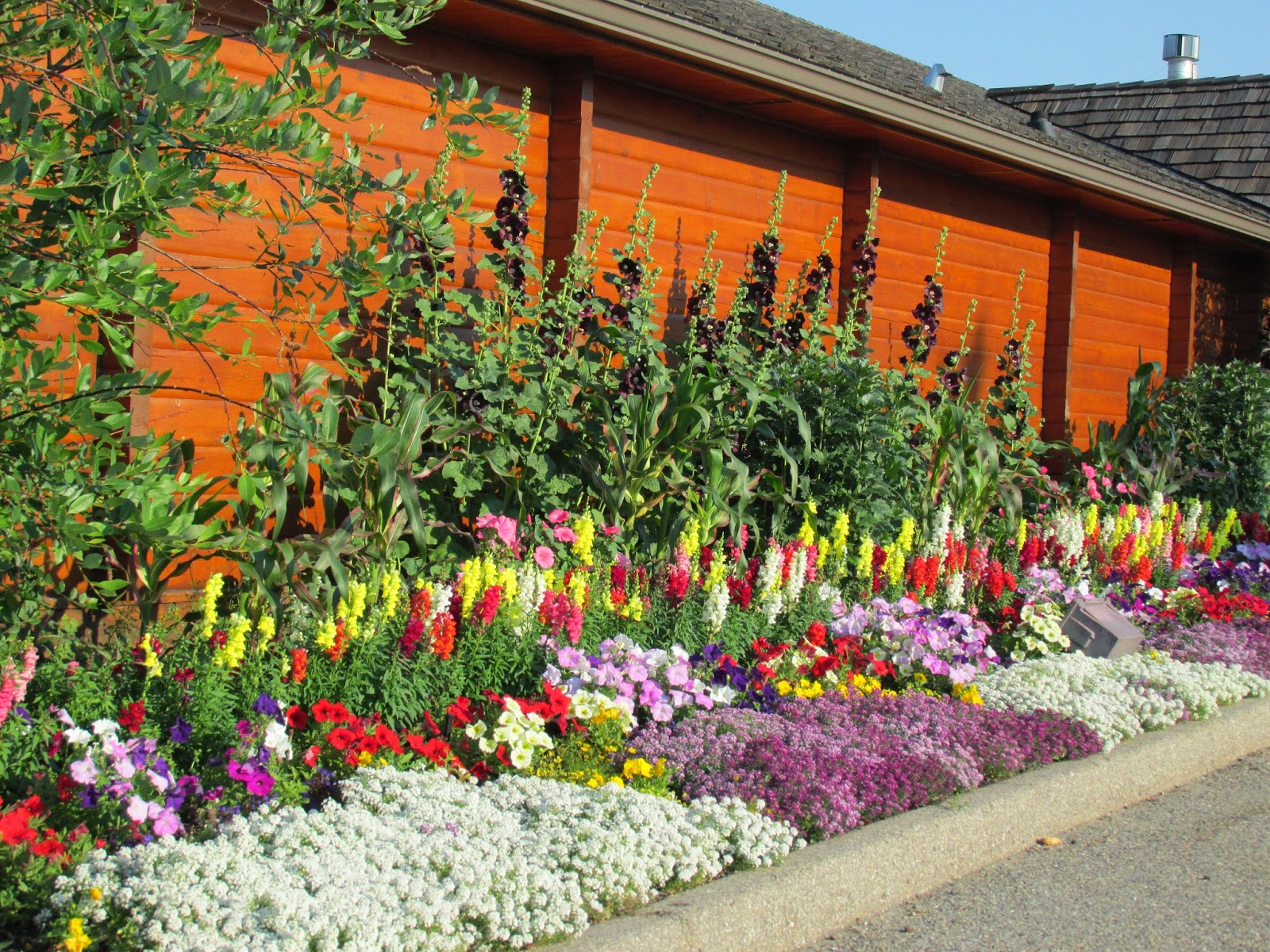 D'Arcy Ranch: Flowers