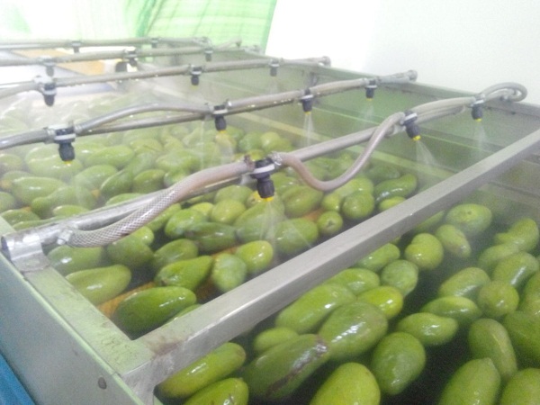 Mango Processing Procedure in Pictures