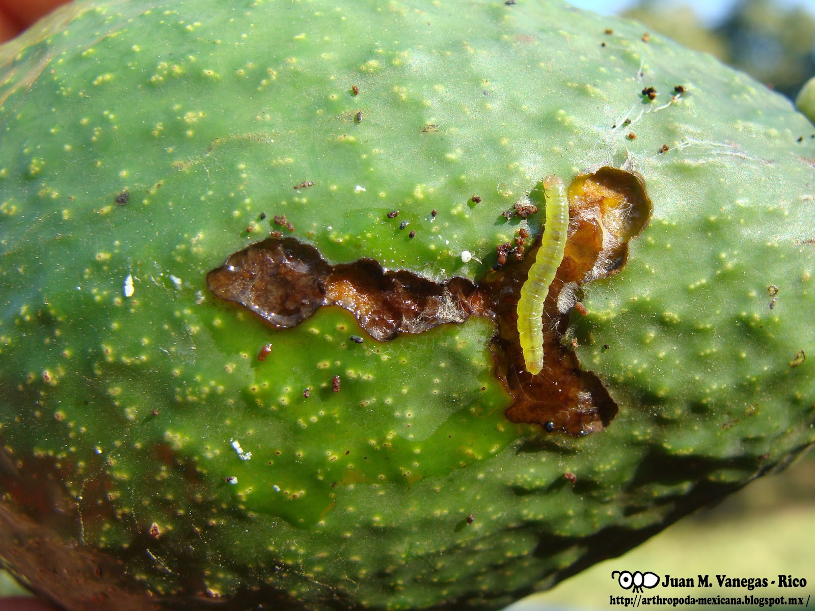 ARTHROPODA MEXICANA: Amorbia "gusaño descarnador de aguacate"